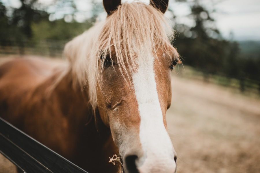Minnie & Marshall | Orcas Island » Carina Skrobecki
